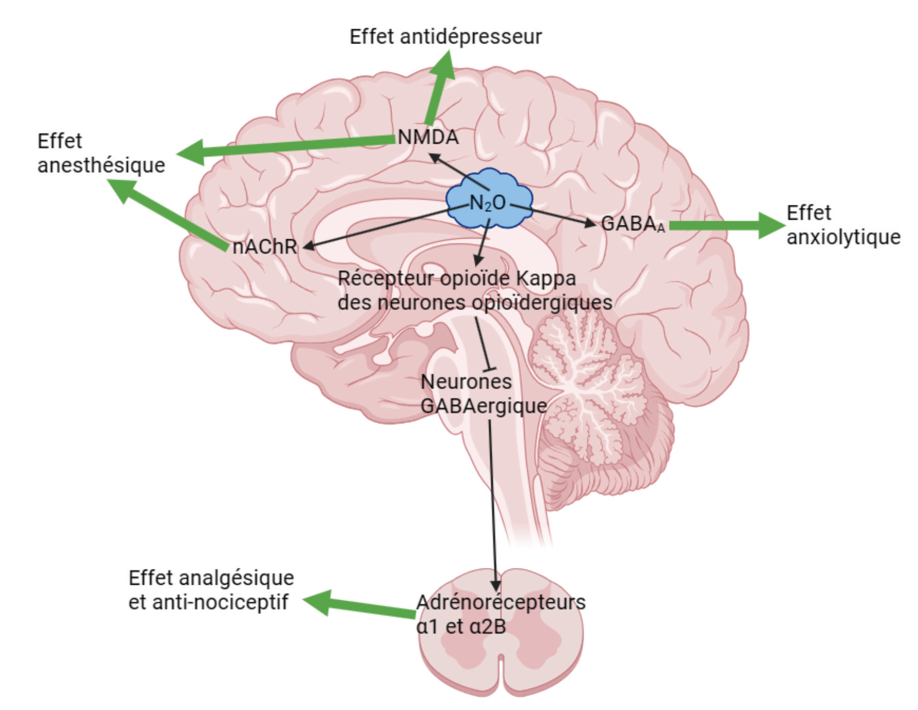 L'intoxication au protoxyde d'azote : un nouveau défi pour la biologie ...